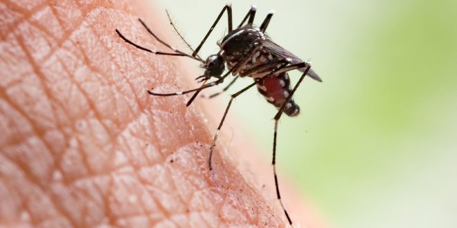 Quais são os Tipos de Pernilongo? | Mundo Ecologia