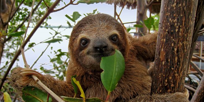 O que é Folivora? | Mundo Ecologia