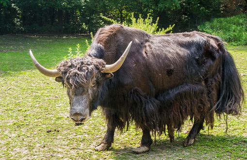 Reprodução do Iaque: Filhotes e Período de Gestação | Mundo Ecologia