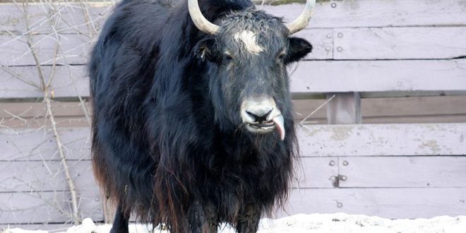 Alimentação do Iaque: O que Eles Comem? | Mundo Ecologia