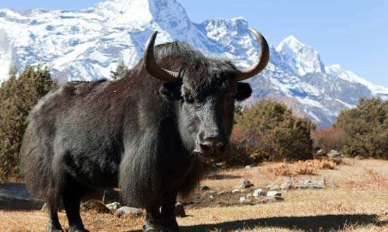 Iaque Curiosidades e Fatos Interessantes Sobre o Animal | Mundo Ecologia