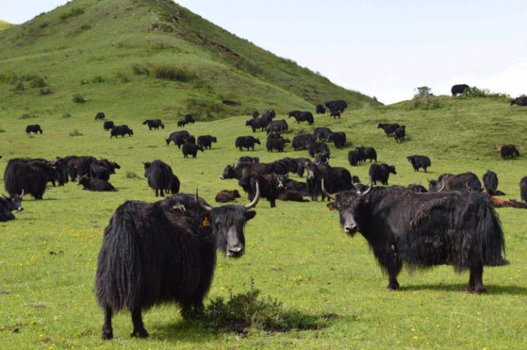 Alimentação do Iaque: O que Eles Comem? – Mundo Ecologia