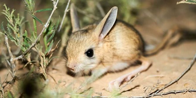 Ciclo de Vida do Jerboa: Quantos Anos Eles Vivem ? | Mundo Ecologia