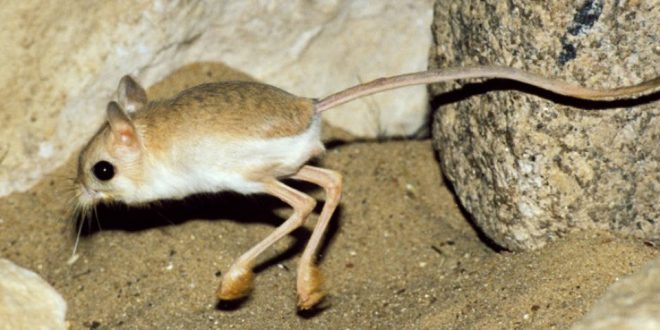 Tudo Sobre o Jerboa: Características, Nome Científico e Fotos | Mundo ...