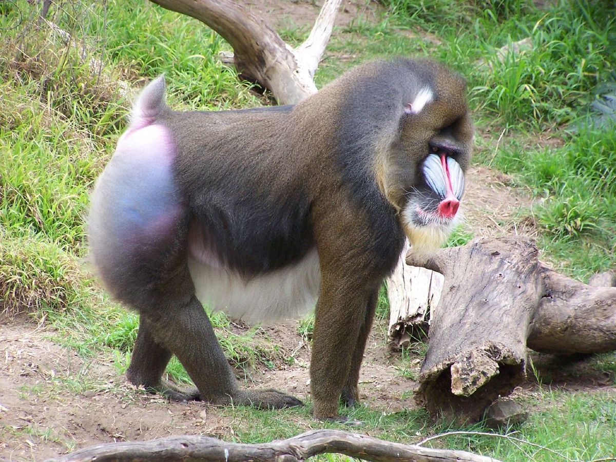 Hábitat do Mandril: Onde Eles Vivem ? | Mundo Ecologia