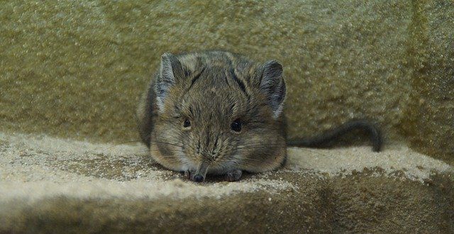 Ficha Técnica da Jerboa: Peso, Altura, Tamanho e Imagens | Mundo Ecologia