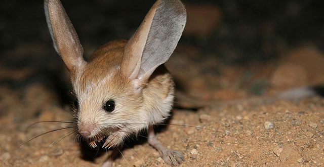 Jerboa Pigmeu: Características e Onde Comprar | Mundo Ecologia