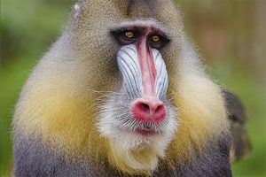 Mandril: Reino, Filo, Classe, Ordem, Família e Gênero | Mundo Ecologia