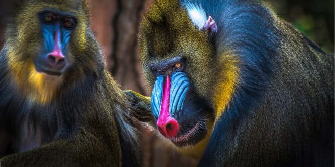 Mandril Animal: Características, Nome Científico e Fotos | Mundo Ecologia