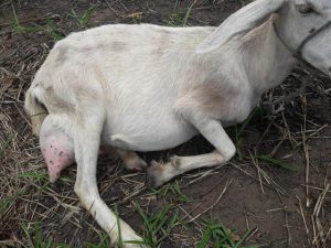 Quanto Custa um Cabrito de Estimação ? Onde Comprar ? | Mundo Ecologia