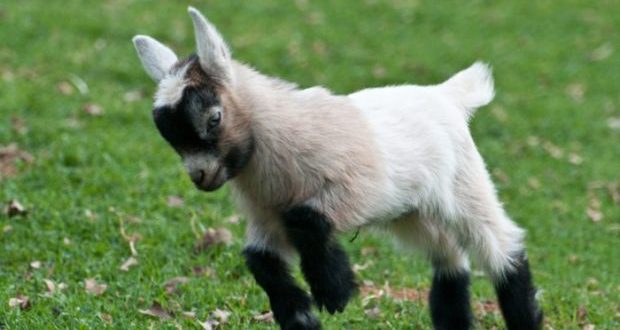 Quais São os Animais Caprinos ? | Mundo Ecologia