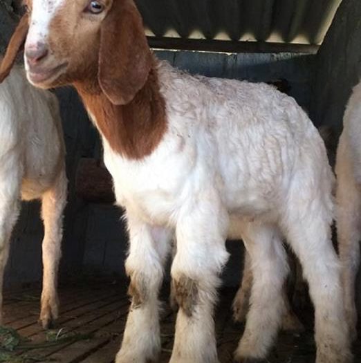 Tudo Sobre o Cabrito: Características, Nome Científico e Fotos | Mundo ...