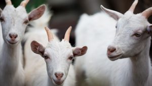 Quais São os Animais Caprinos ? | Mundo Ecologia