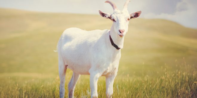 Qual o Significado do Bode ? | Mundo Ecologia