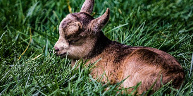 Quanto Custa um Bode Filhote ? | Mundo Ecologia