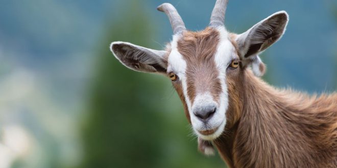 Tudo Sobre o Bode: Características, Nome Científico e Fotos | Mundo ...