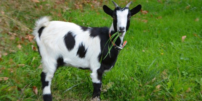 Tudo Sobre o Cabrito: Características, Nome Científico e Fotos | Mundo ...