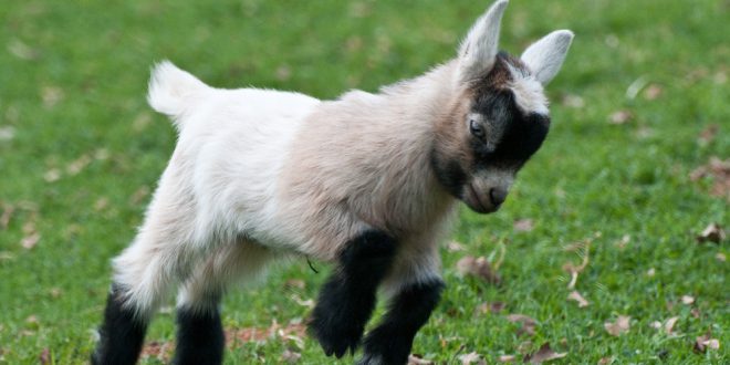 Quanto Tempo Vive uma Cabra e uma Mini Cabra ? | Mundo Ecologia