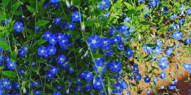Historia da Flor Azulzinha, Origem da Planta e Significado | Mundo Ecologia