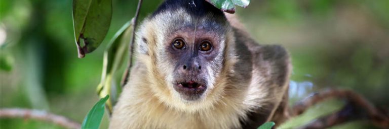 Ciclo de Vida do Macaco: Quantos Anos Eles Vivem? | Mundo Ecologia