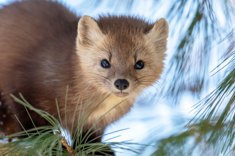 Tudo Sobre a Marta: Características, Nome Cientifico e Fotos | Mundo ...