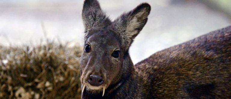 Tudo Sobre o Cervo Almiscarado: Características, Nome Cientifico e ...
