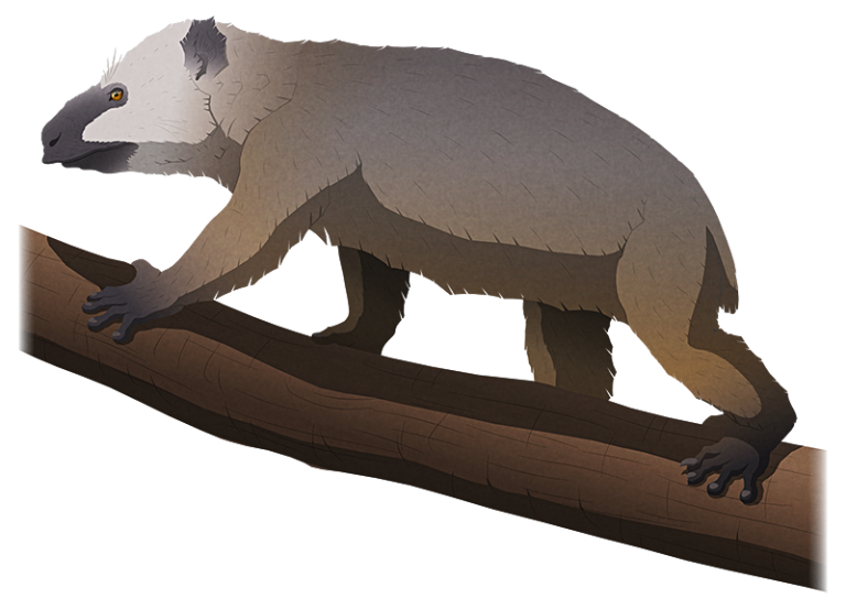 Qual é o Maior Lêmure do Mundo? | Mundo Ecologia