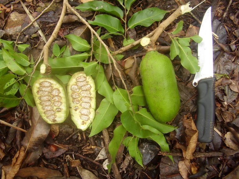 Quais as frutas que só tem no Brasil? – Mundo Ecologia