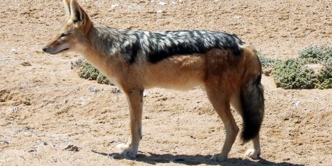Tudo Sobre o Chacal: Características, Nome Científico e Fotos | Mundo ...