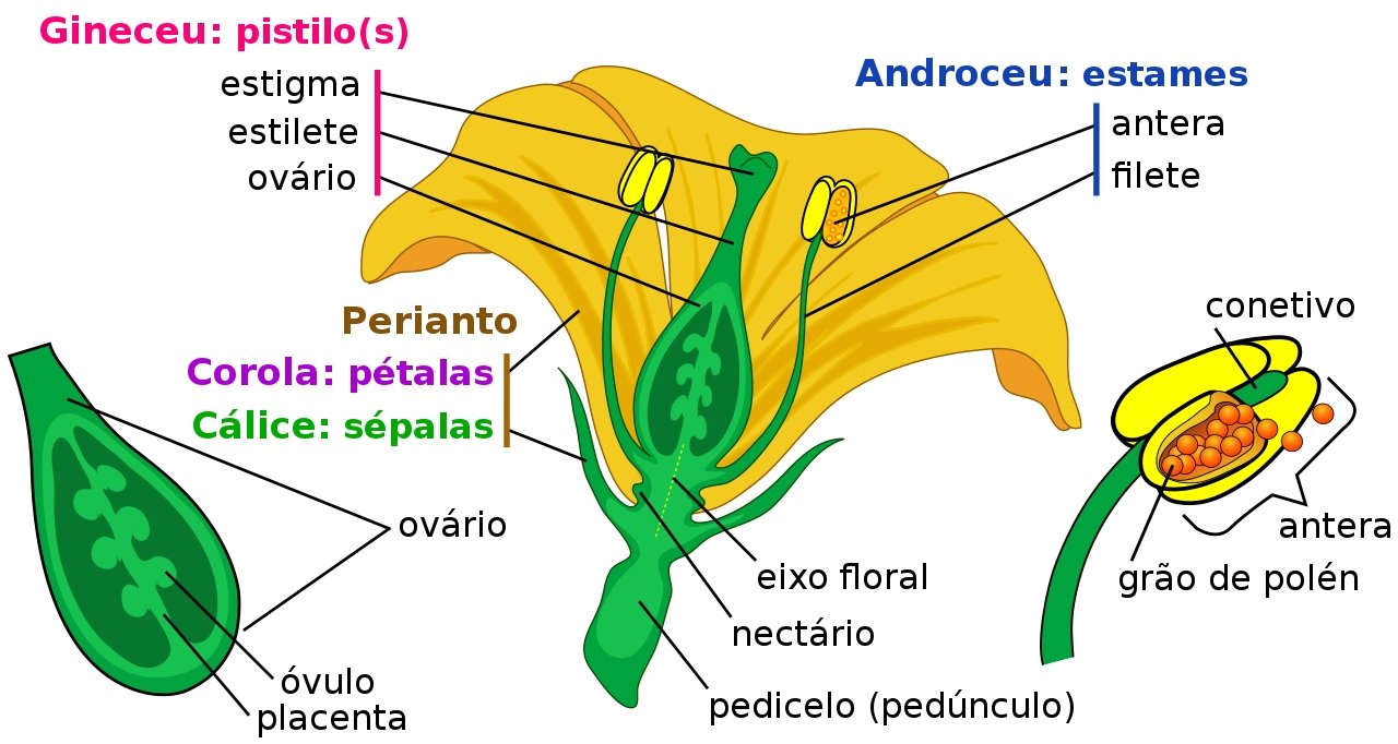 Quais São as Partes de uma Flor? | Mundo Ecologia
