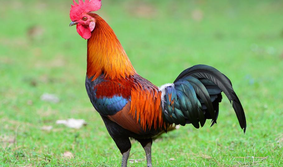 Tudo sobre o Galo: Características, Nome Cientifico e Fotos | Mundo ...