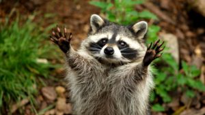 Tudo Sobre o Guaxinim: Características, Nome Cientifico e Fotos – Mundo ...