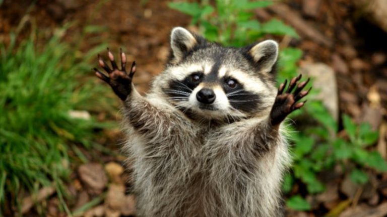 Tudo Sobre o Guaxinim: Características, Nome Cientifico e Fotos – Mundo ...