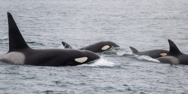 Qual a Diferença entre a Orca e a Baleia? | Mundo Ecologia