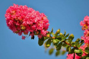 Resedá Curiosidades e Fatos Interessantes Sobre a Planta – Mundo Ecologia