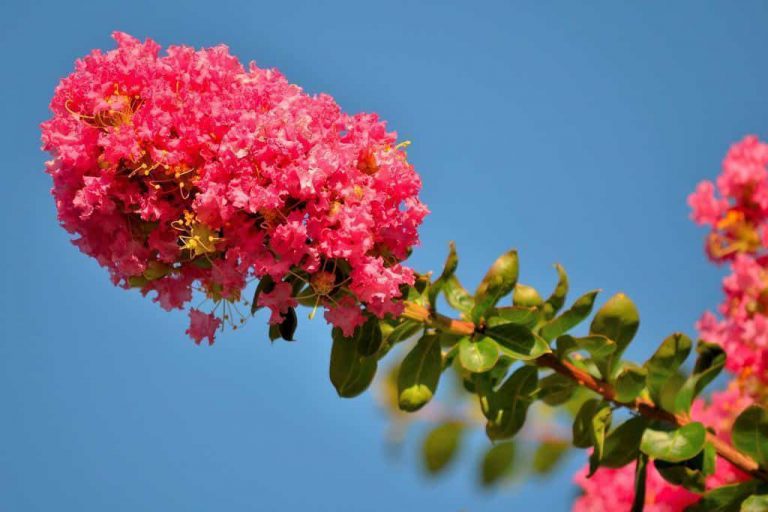 Resedá Curiosidades e Fatos Interessantes Sobre a Planta – Mundo Ecologia