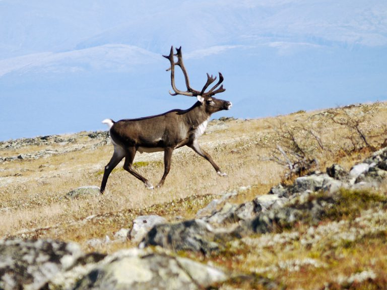 Tudo Sobre a Rena: Características, Nome Cientifico e Fotos | Mundo ...
