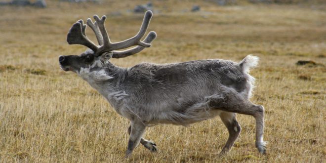Tudo Sobre a Rena: Características, Nome Cientifico e Fotos | Mundo ...