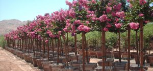 Resedá Curiosidades e Fatos Interessantes Sobre a Planta – Mundo Ecologia