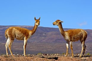 Qual a Diferença da Lhama, Alpaca e Vicunha? | Mundo Ecologia