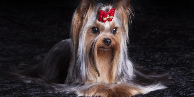 O que Devo Saber Antes de Comprar um Yorkshire? | Mundo Ecologia