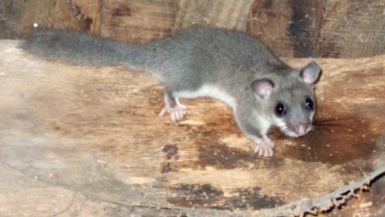 Tudo Sobre o Arganaz: Características, Nome Cientifico e Fotos | Mundo ...