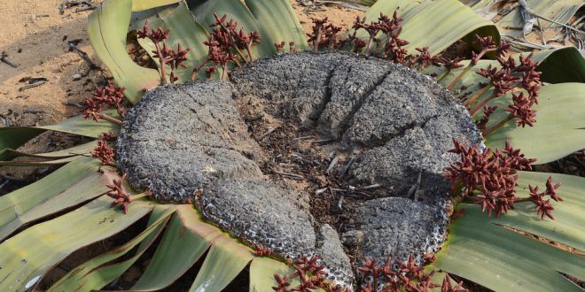 Tudo Sobre a Planta Welwitschia: Características da Flor e Fotos ...