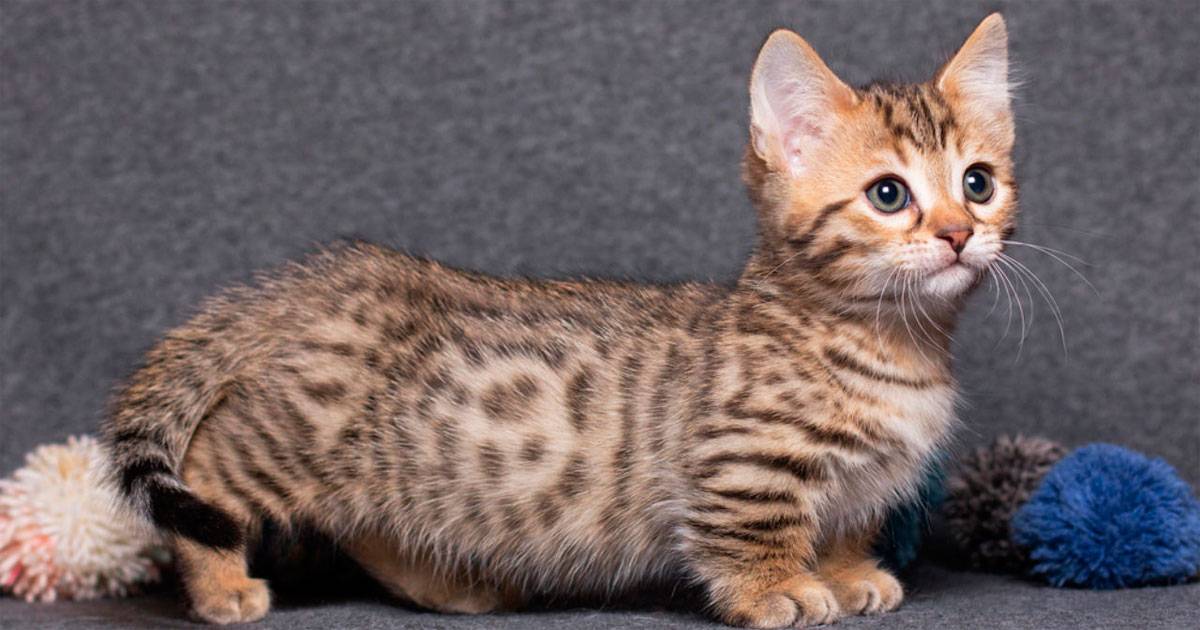Qual é o Menor Gato do Mundo? | Mundo Ecologia