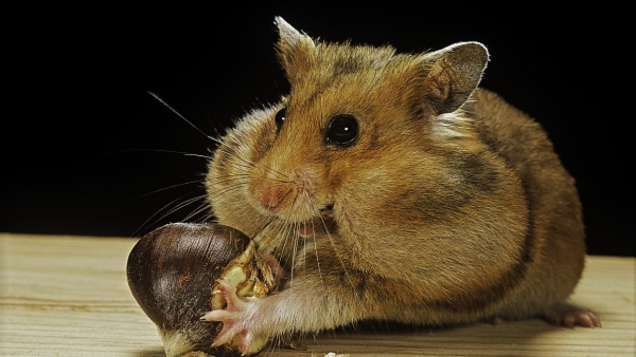 Qual é a Diferença entre Hamster e Porquinho da Índia? | Mundo Ecologia