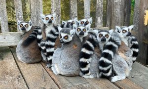 Tudo Sobre o Lêmure: Características, Nome Cientifico e Fotos | Mundo ...