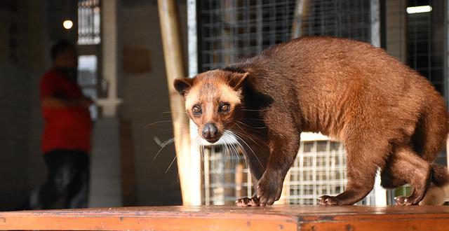 Tudo Sobre o Civeta: Características, Nome Cientifico e Fotos | Mundo ...