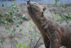 Tudo Sobre o Civeta: Características, Nome Cientifico e Fotos | Mundo ...