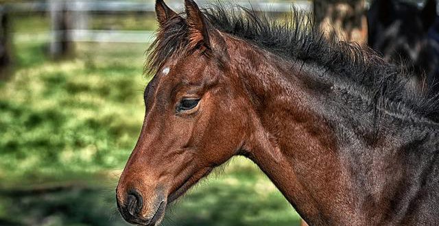 Tudo Sobre o Potro: Características, Nome Cientifico e Fotos | Mundo ...