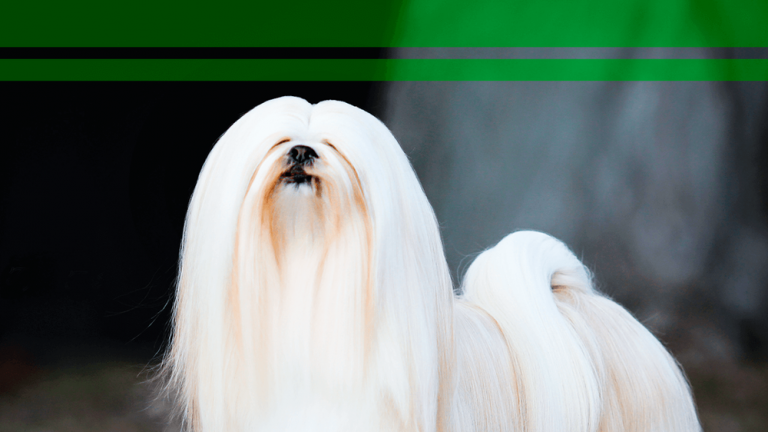 Tudo Sobre a Raça Lhasa Apso: Características e Fotos – Mundo Ecologia